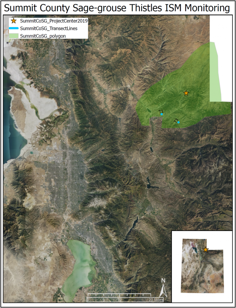 Summit County Sage-Grouse Thistles – UWSA